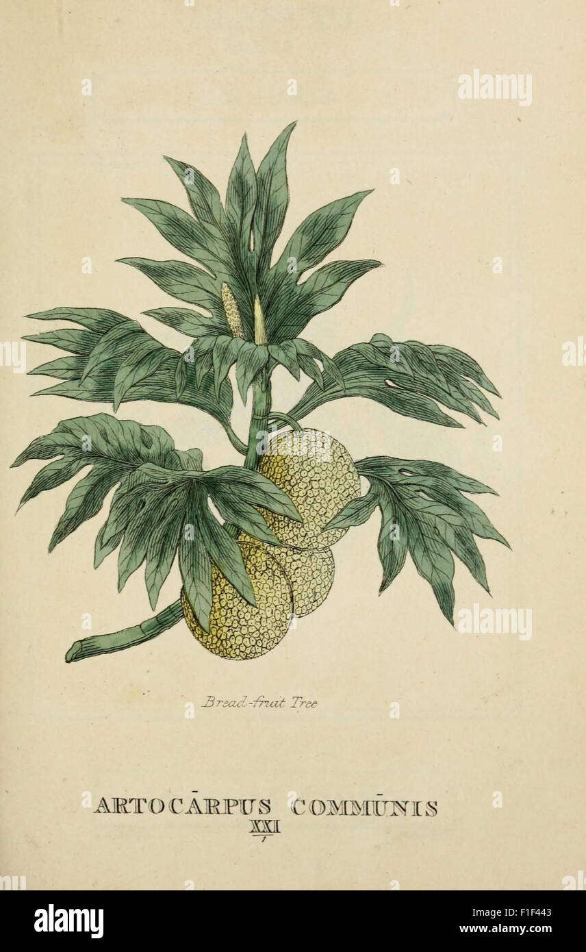 'Elements of the Science of Botany' offers a comprehensive overview of ...