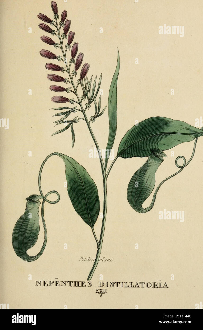 This work provides an overview of the science of botany, with a focus ...