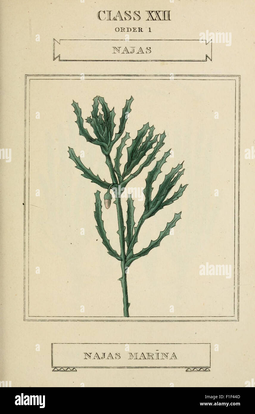 A comprehensive guide to the classification of plants, this work from ...