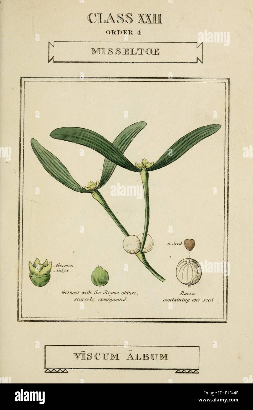 This Botanical Work Presents The Foundational Principles Of Plant Science Categorizing Plants