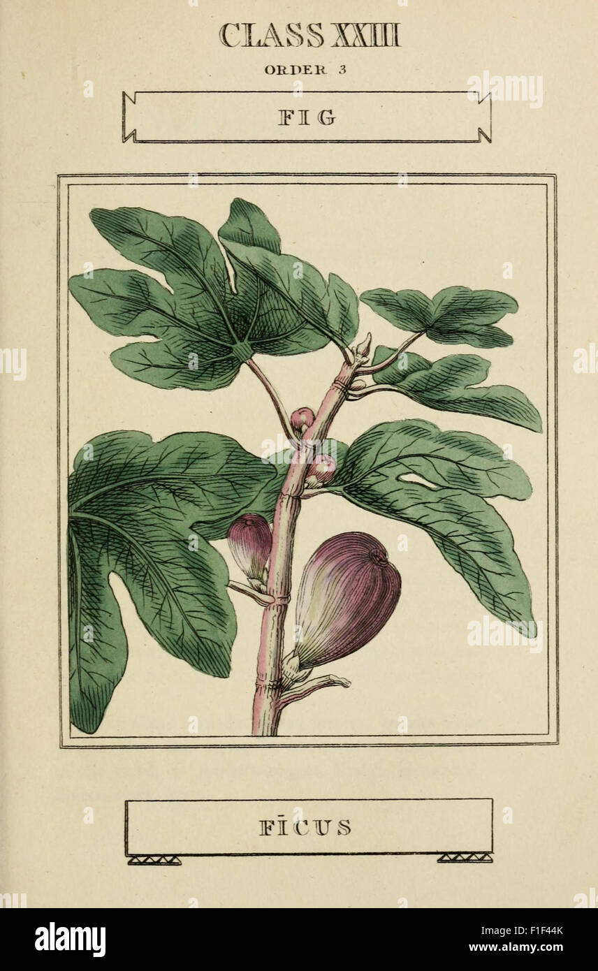 This Work Presents The Foundational Concepts Of Botany Including The Classification And