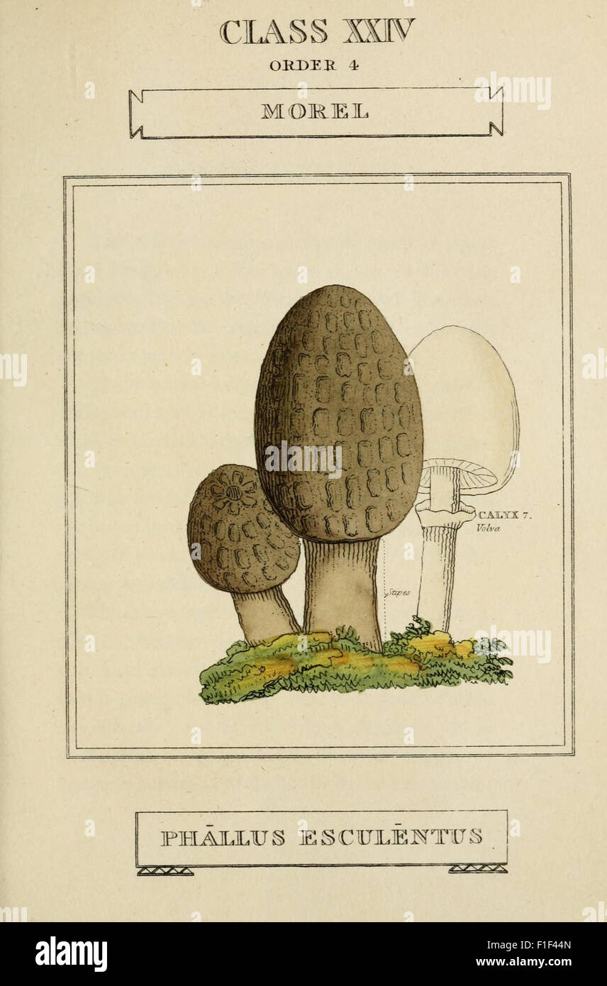 Elements Of The Science Of Botany Provides Foundational Knowledge Of Plant Biology