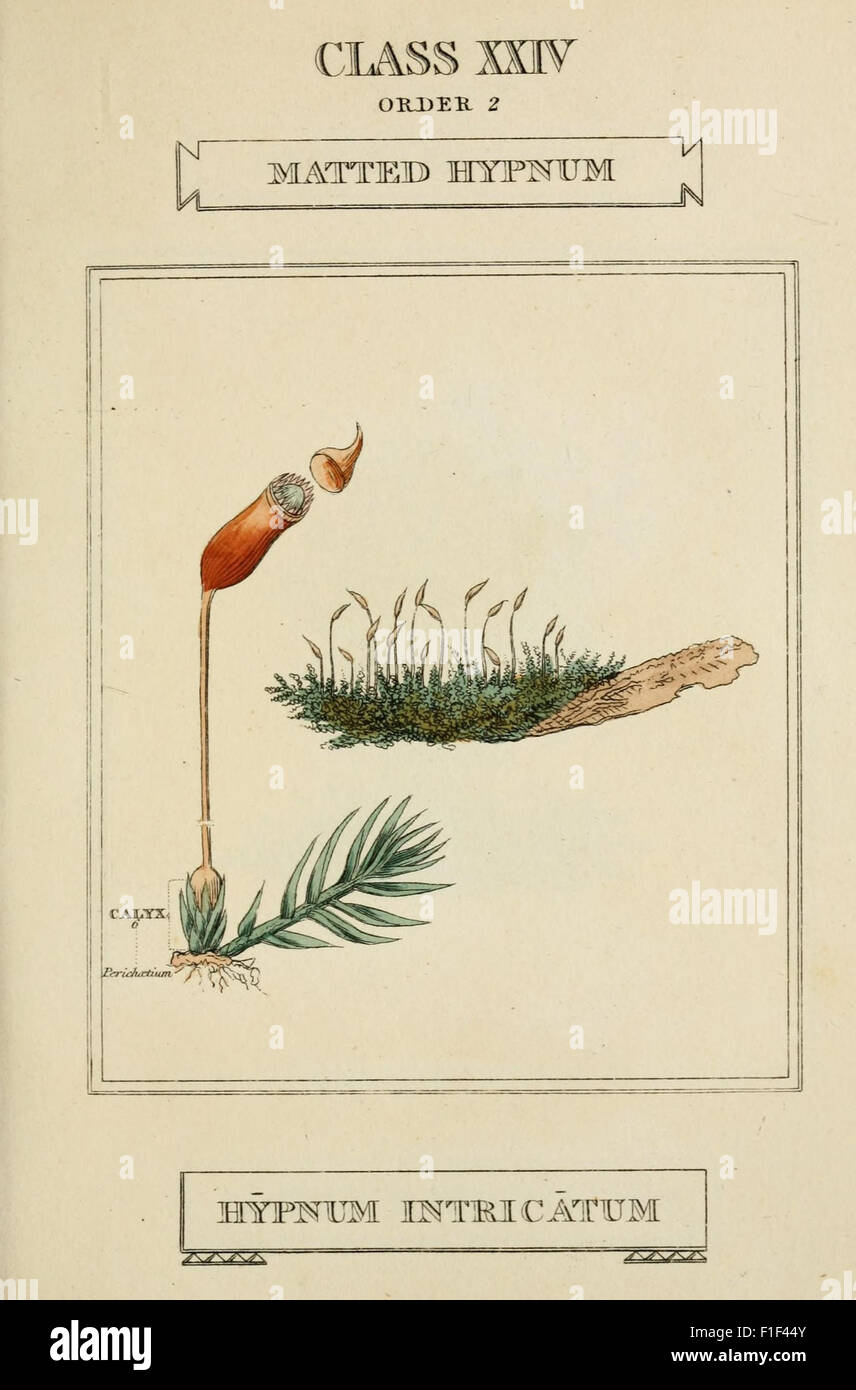 An illustration from 'Elements of the Science of Botany,' a vintage ...