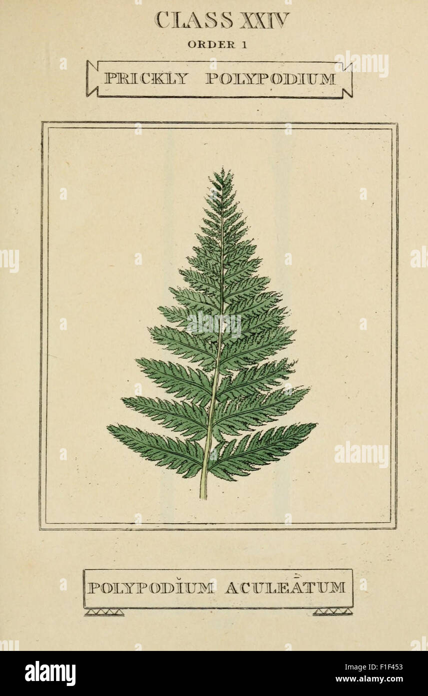 *Elements of the Science of Botany* offers a comprehensive overview of ...