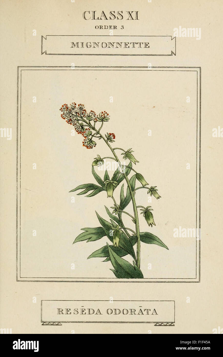 'Elements of the Science of Botany' is an introductory work to botany ...