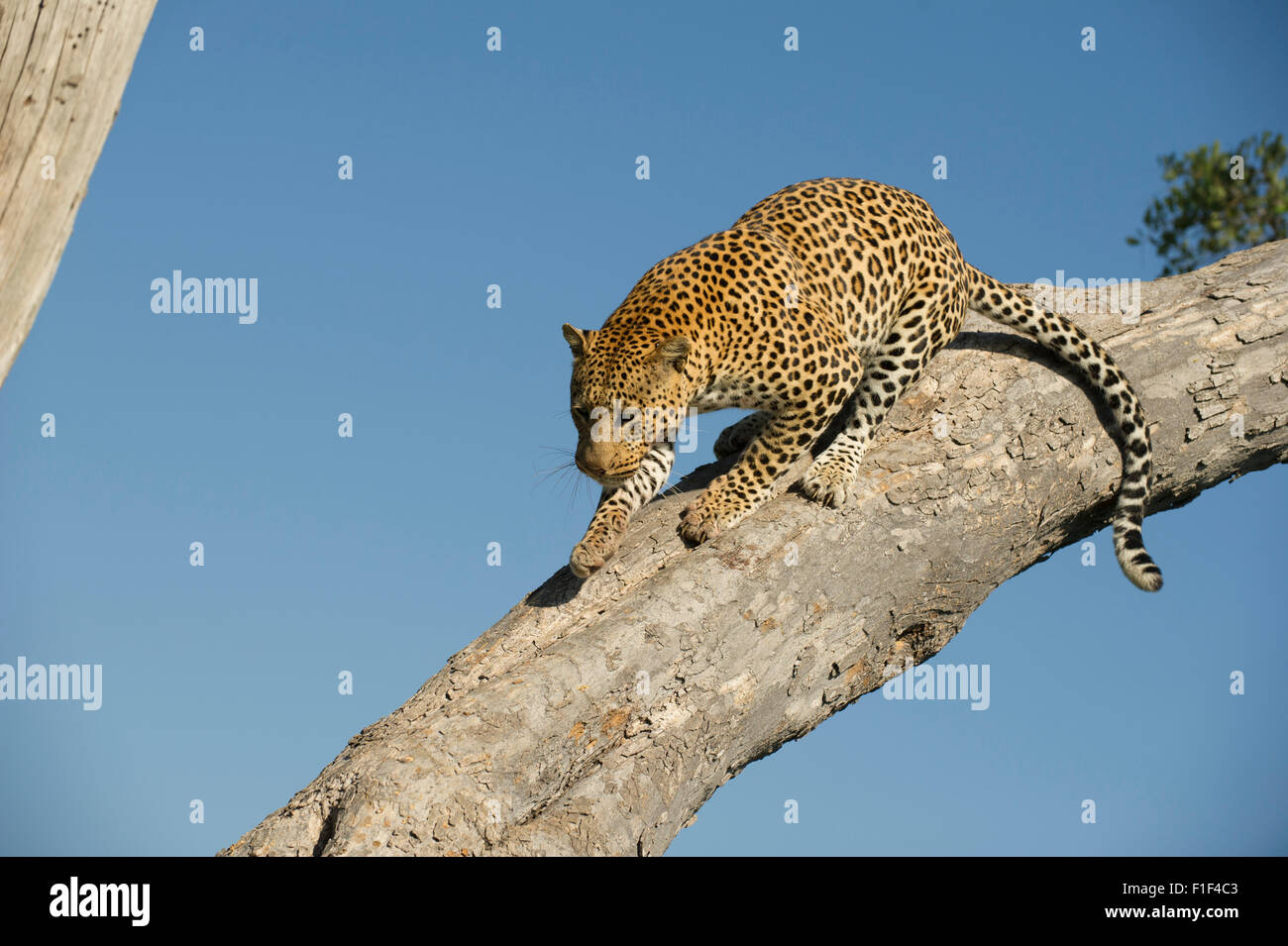 Male leopard climbing in tree hi-res stock photography and images - Alamy
