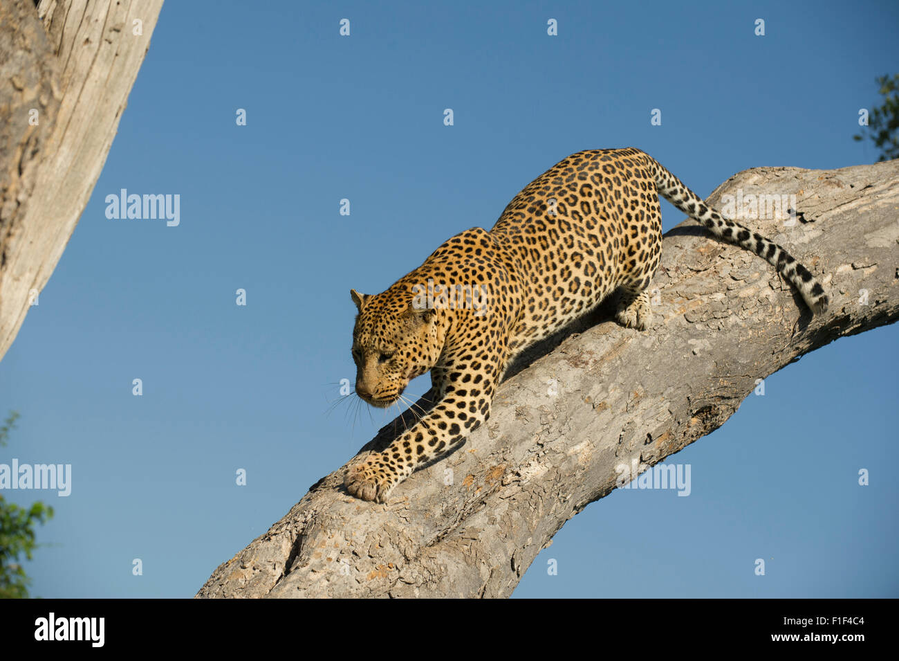 Male leopard climbing in tree hi-res stock photography and images - Alamy