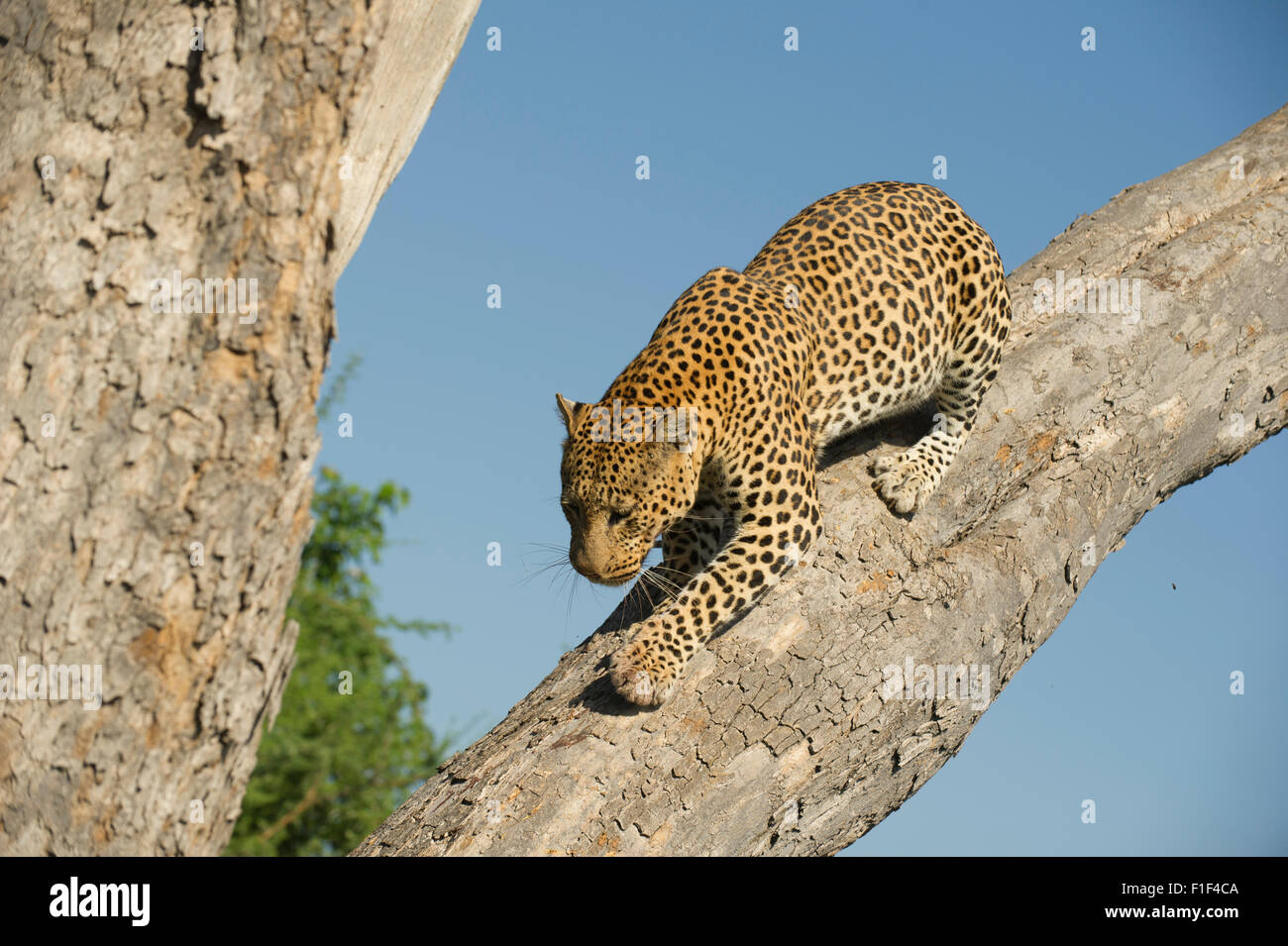 Male leopard (Panthera pardus) climbing down tree in Mombo Okavango ...