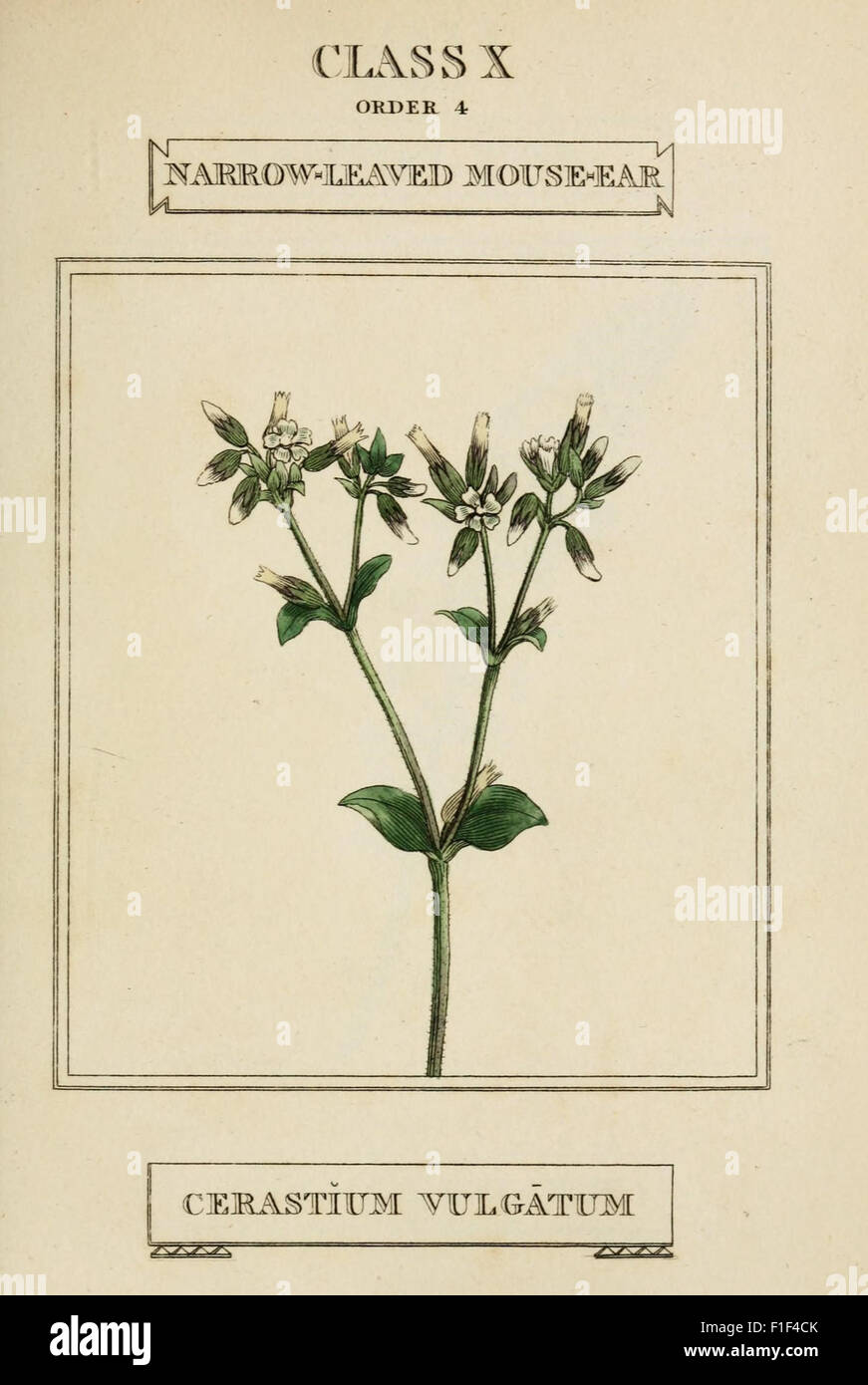 Elements Of The Science Of Botany Is A Foundational Text In Botany That Outlines The Key