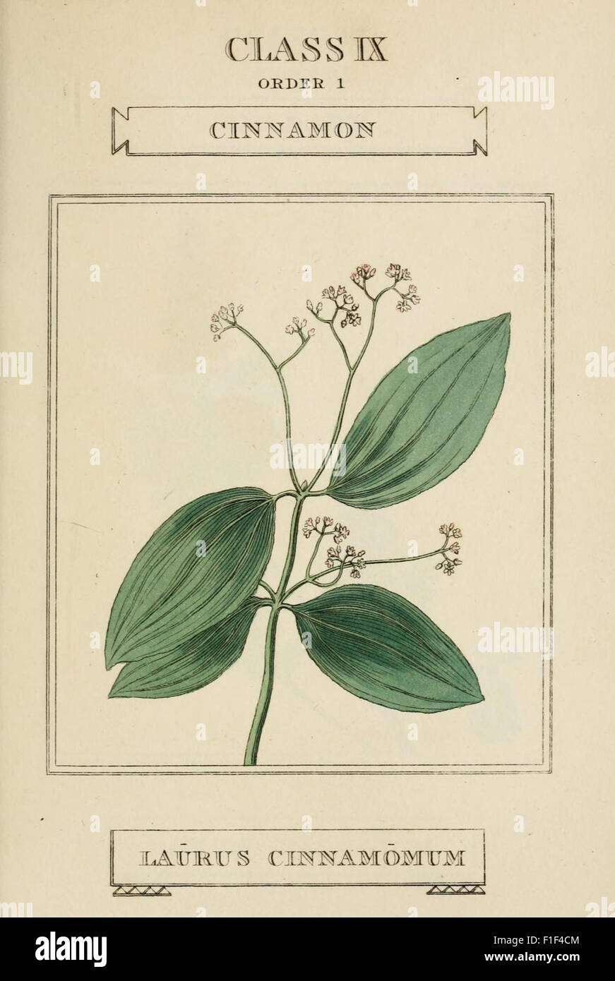 *Elements of the Science of Botany* is an important botanical text that ...