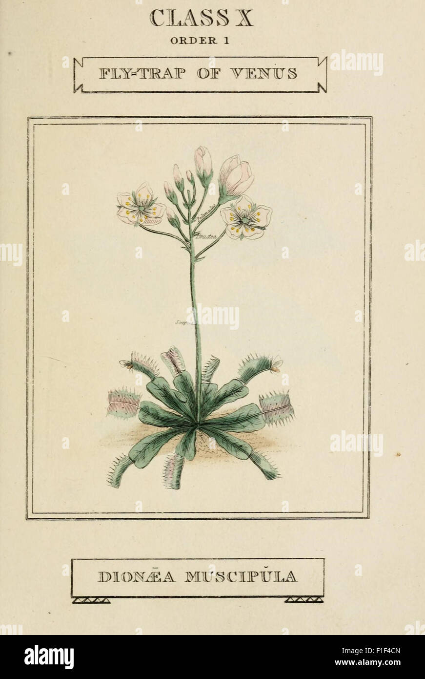 Elements Of The Science Of Botany Is A Foundational Text On Plant Science Discussing The