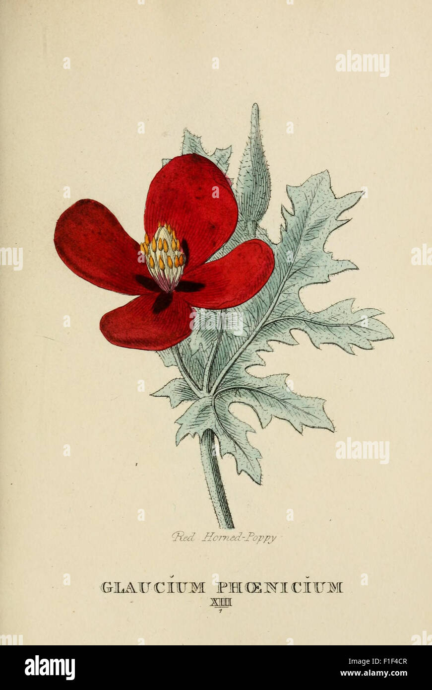 Elements of the science of botany Stock Photo - Alamy