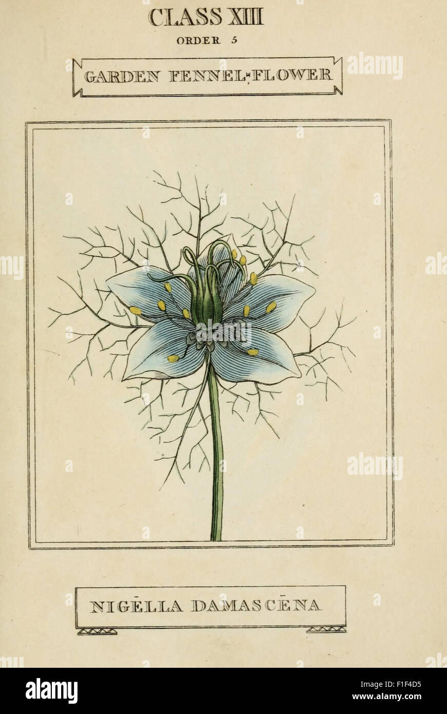 A Foundational Botanical Text Detailing The Science Of Plant Classification Focusing On Plant