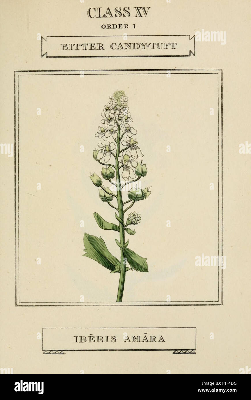A Foundational Botanical Text Covering Plant Classification Structure And Functions Housed In