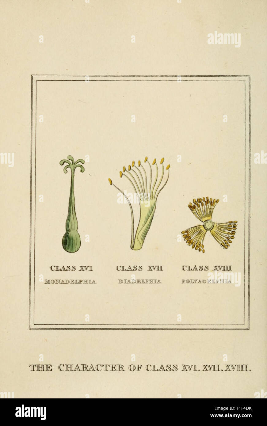 This work offers an introduction to the science of botany, providing ...