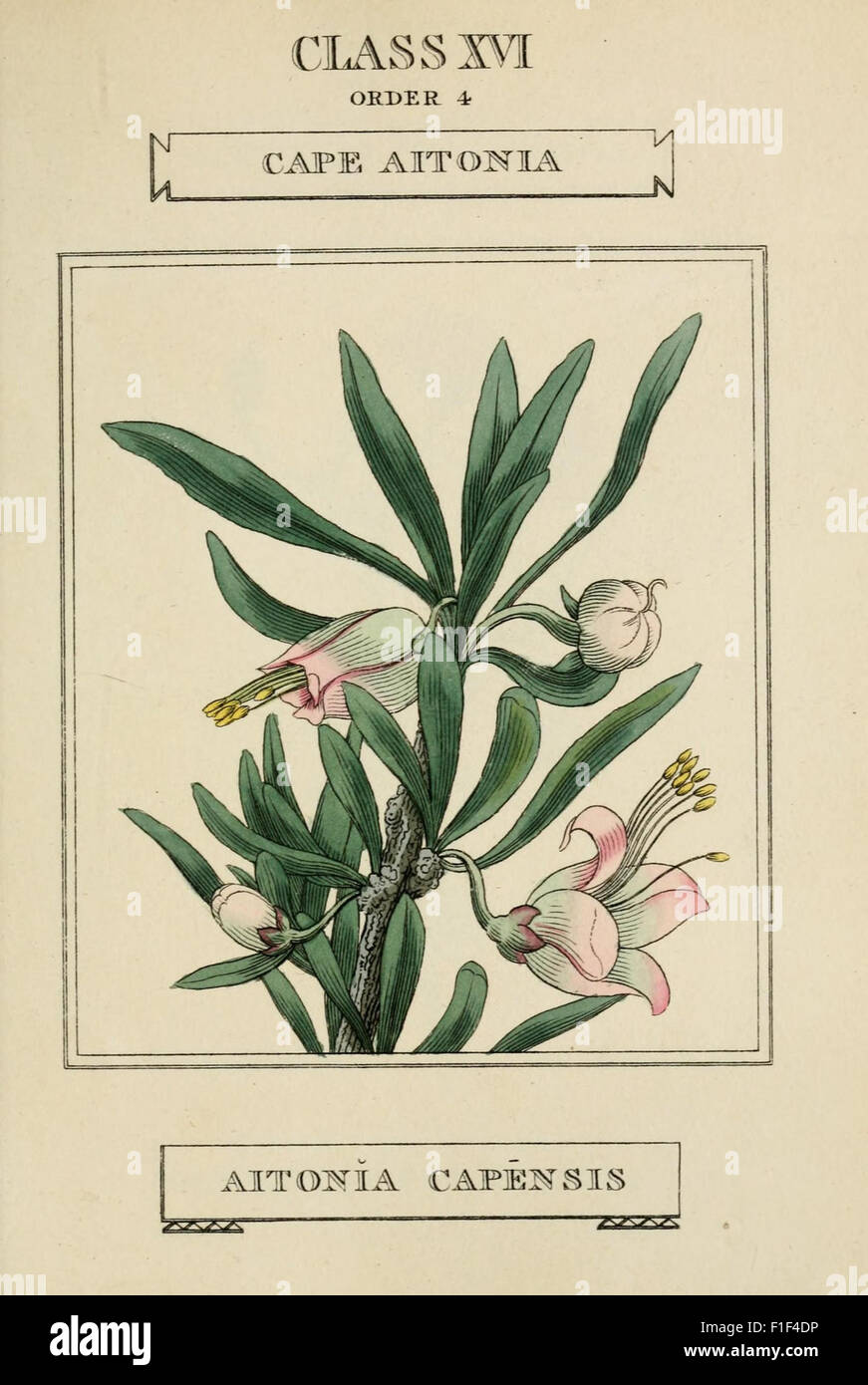 This work covers the fundamental principles of botany, with a focus on ...