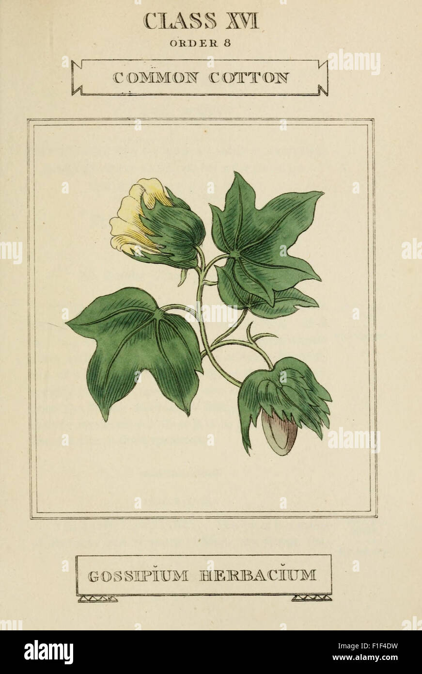'Elements of the Science of Botany' is a 19th-century botanical work ...