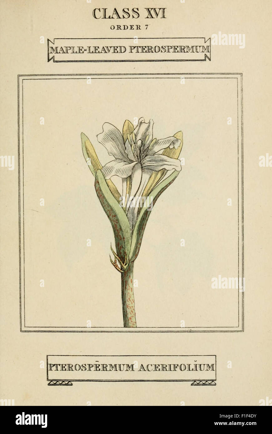 Elements Of The Science Of Botany Presents The Foundational Concepts