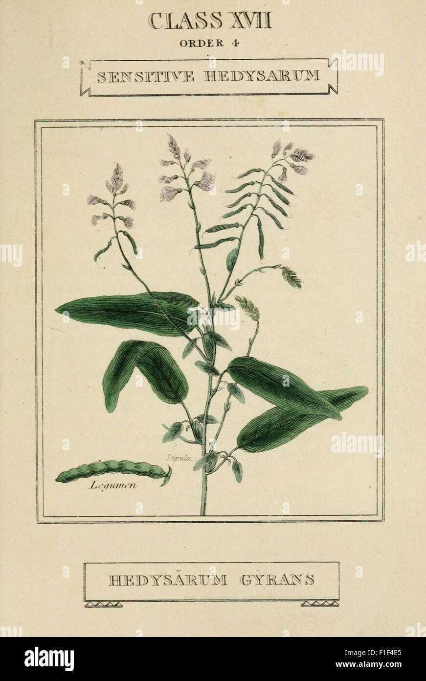 'Elements of the Science of Botany' is an early botanical text focused ...