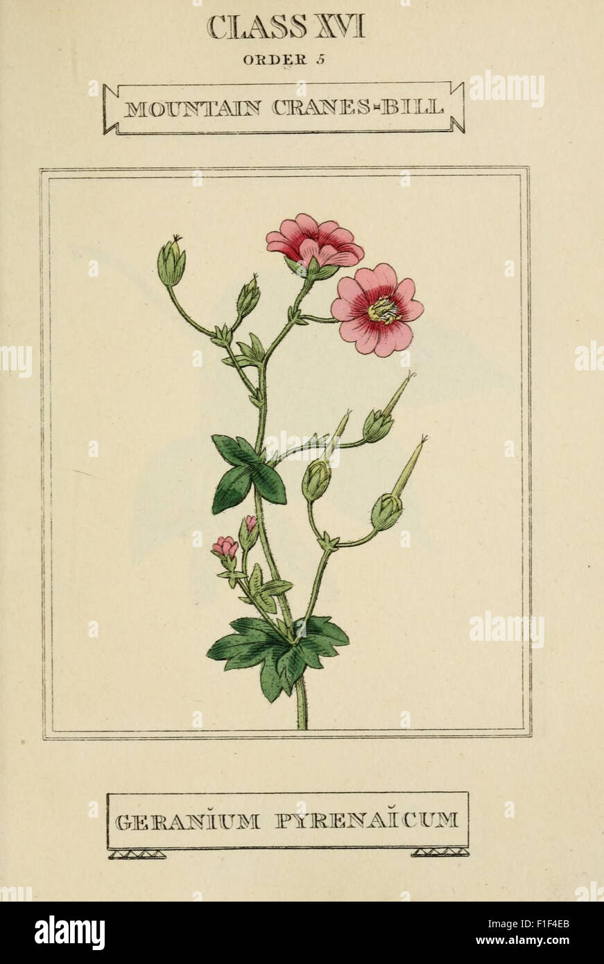 This Work Presents The Fundamental Principles Of Botany Focusing On Plant Classification