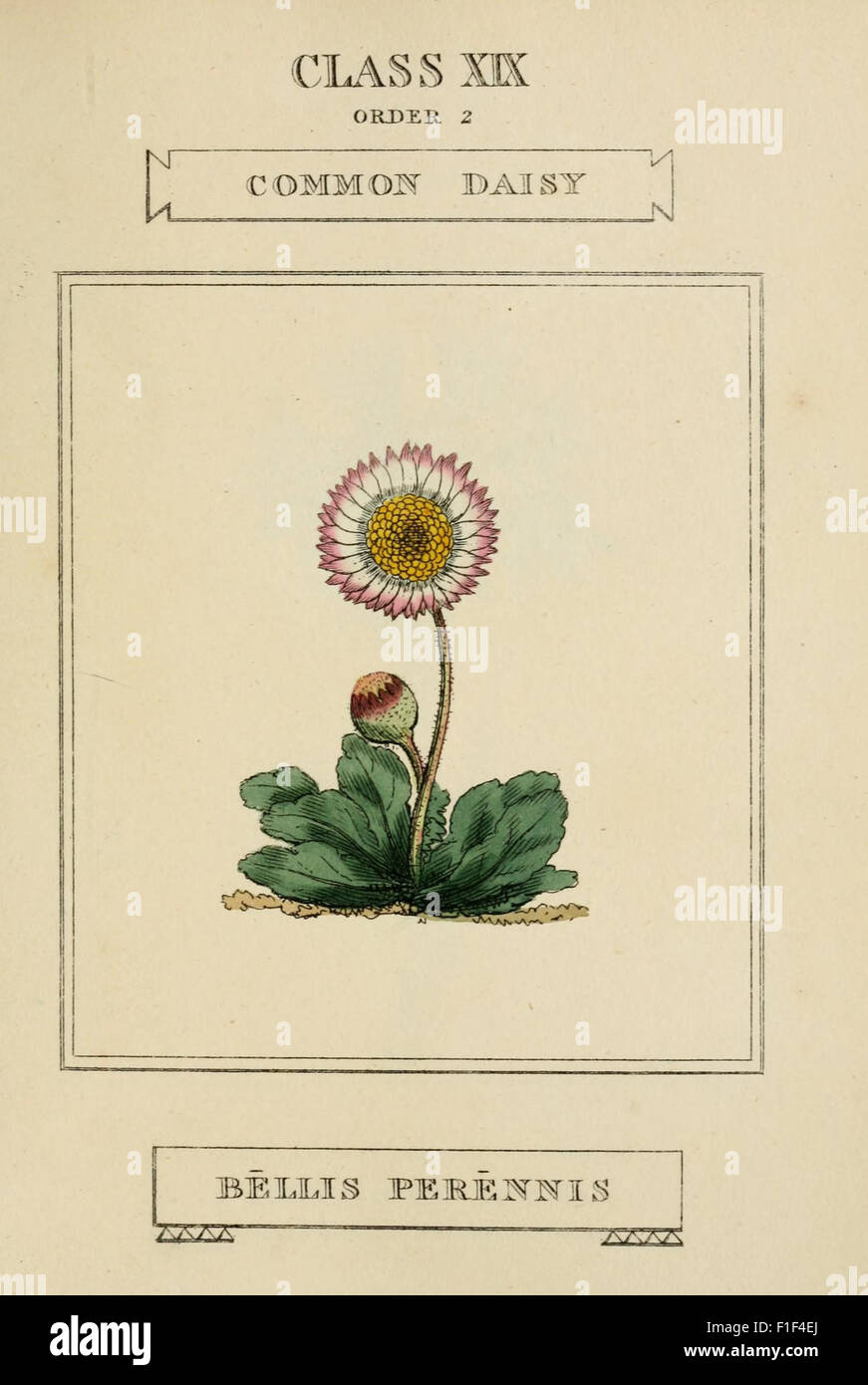 *Elements of the Science of Botany* is a fundamental work on plant ...