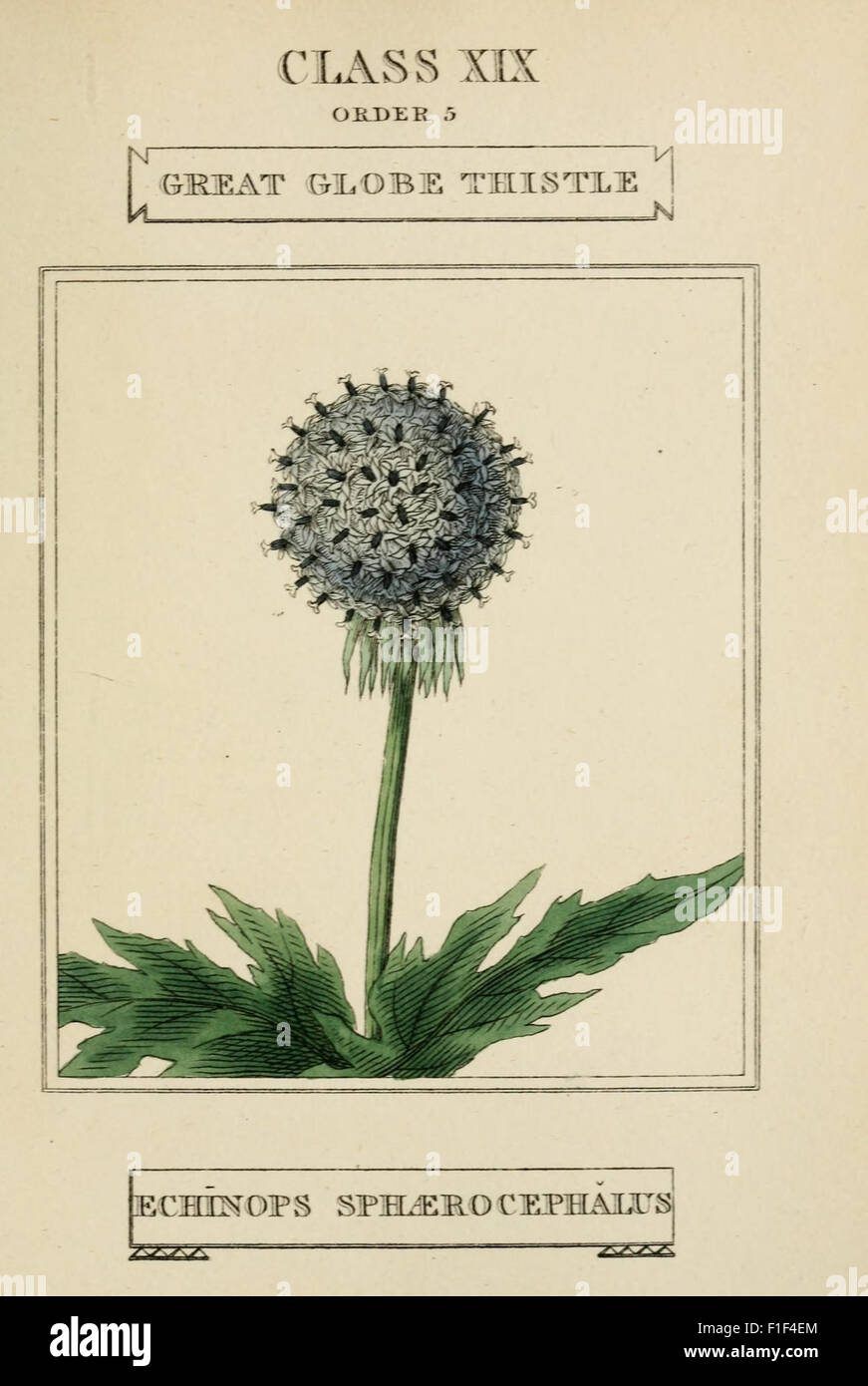 A vintage botanical book showcasing the fundamental elements of botany ...