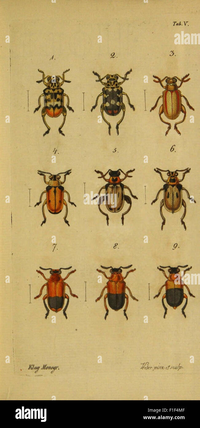A monograph series focusing on entomology, specifically detailing the ...