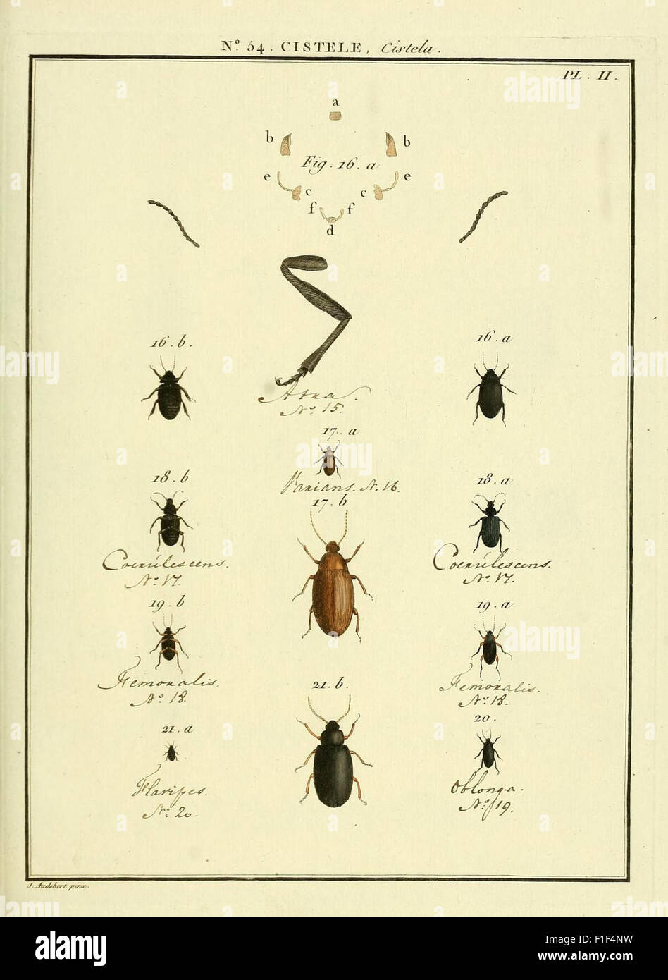 Entomologie, a work focused on the natural history of insects ...