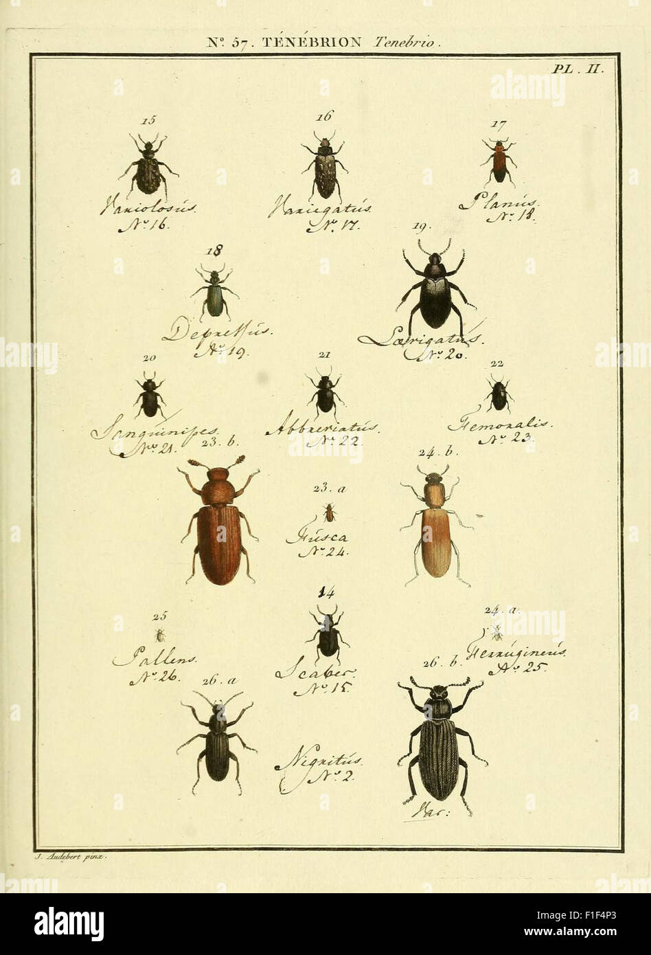 This illustration from *Entomologie* details the natural history of ...