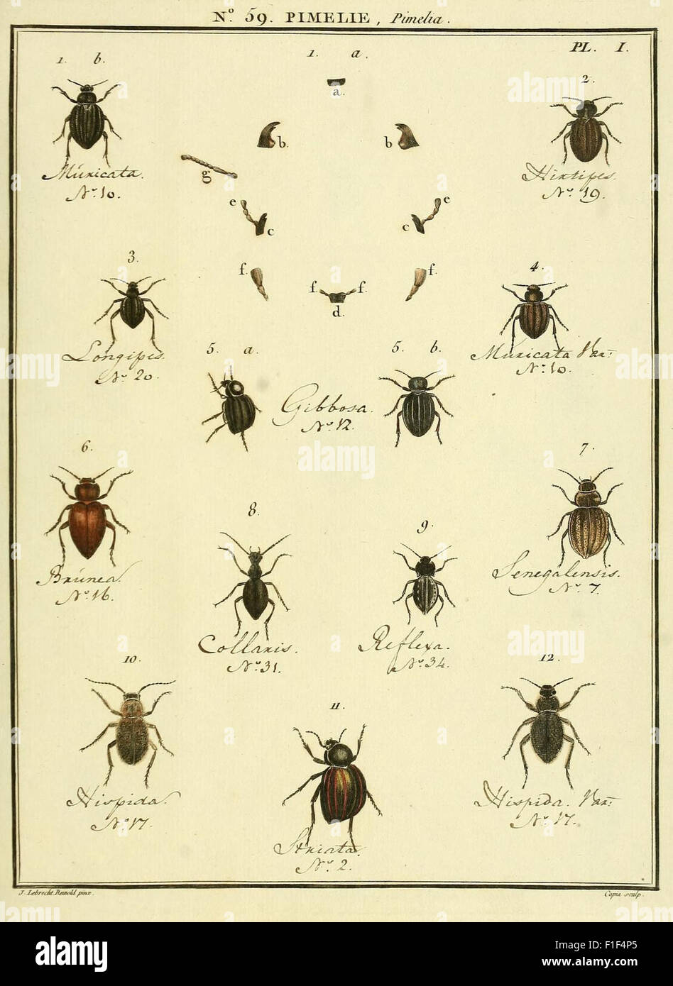 Entomologie, or the natural history of insects, is an illustrated work ...