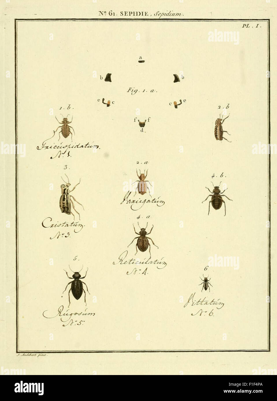 This entomological work provides an in-depth look at insect species ...