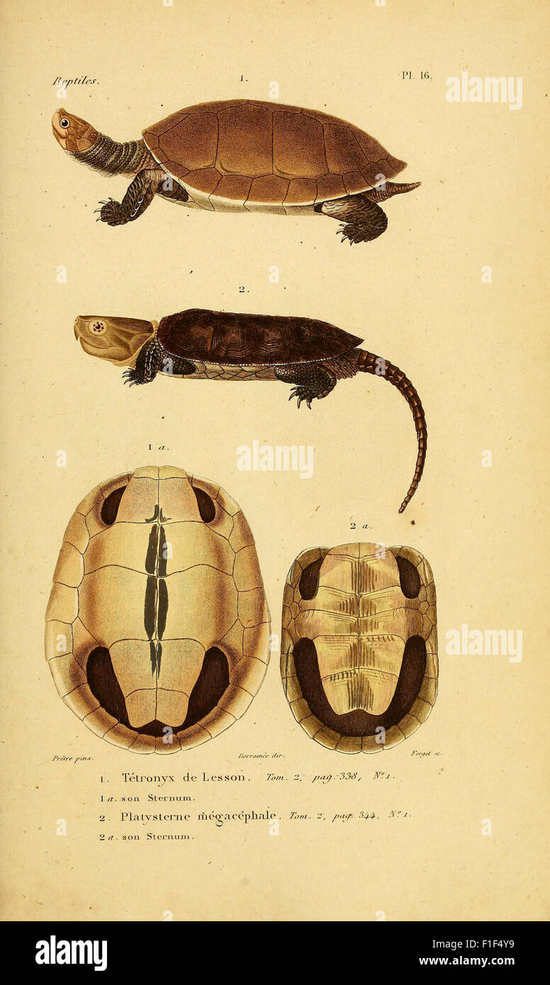'Erpétologie Générale' is a detailed natural history work on reptiles, offering comprehensive ...