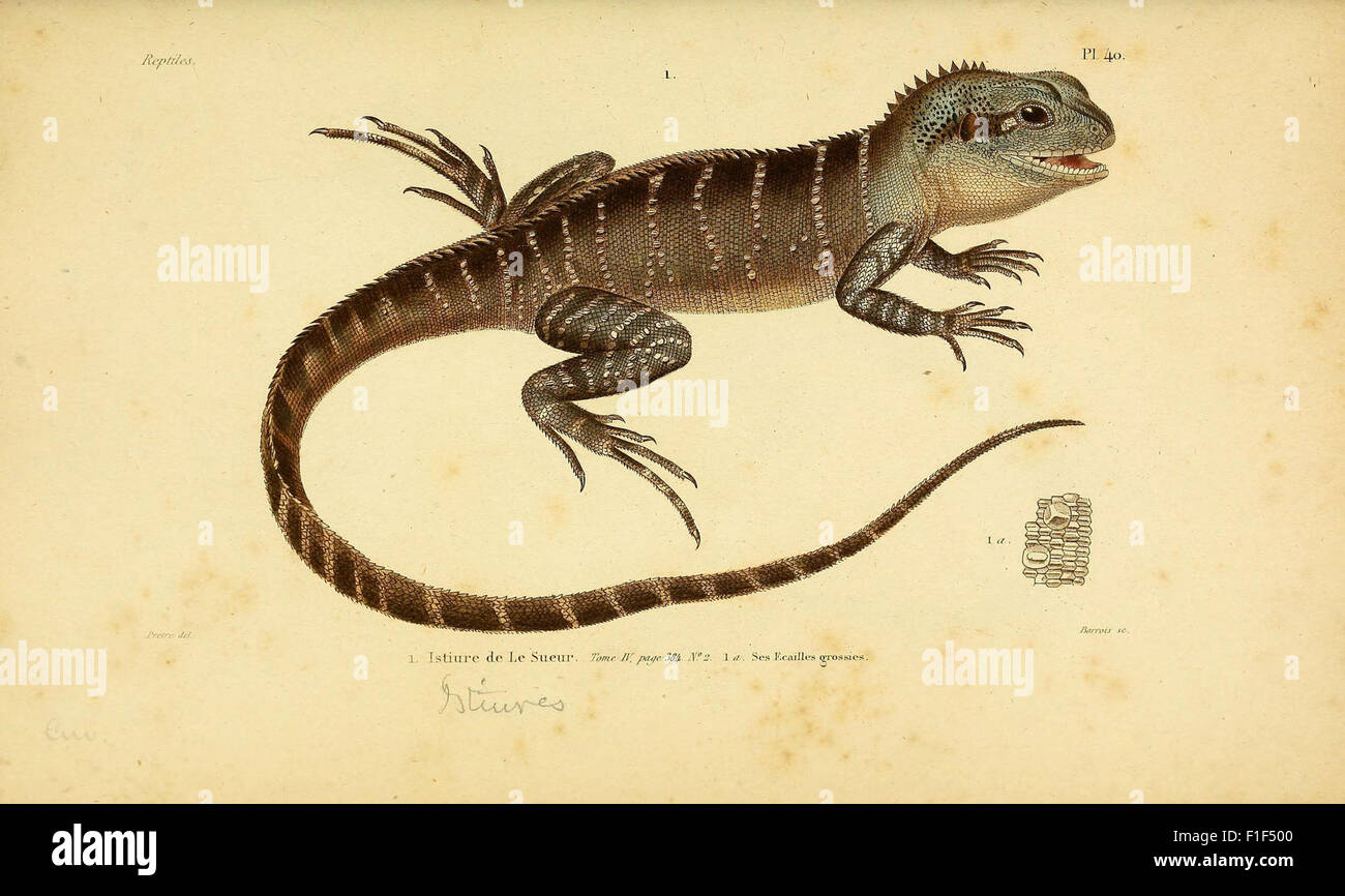 This comprehensive work on herpetology provides an in-depth study of ...
