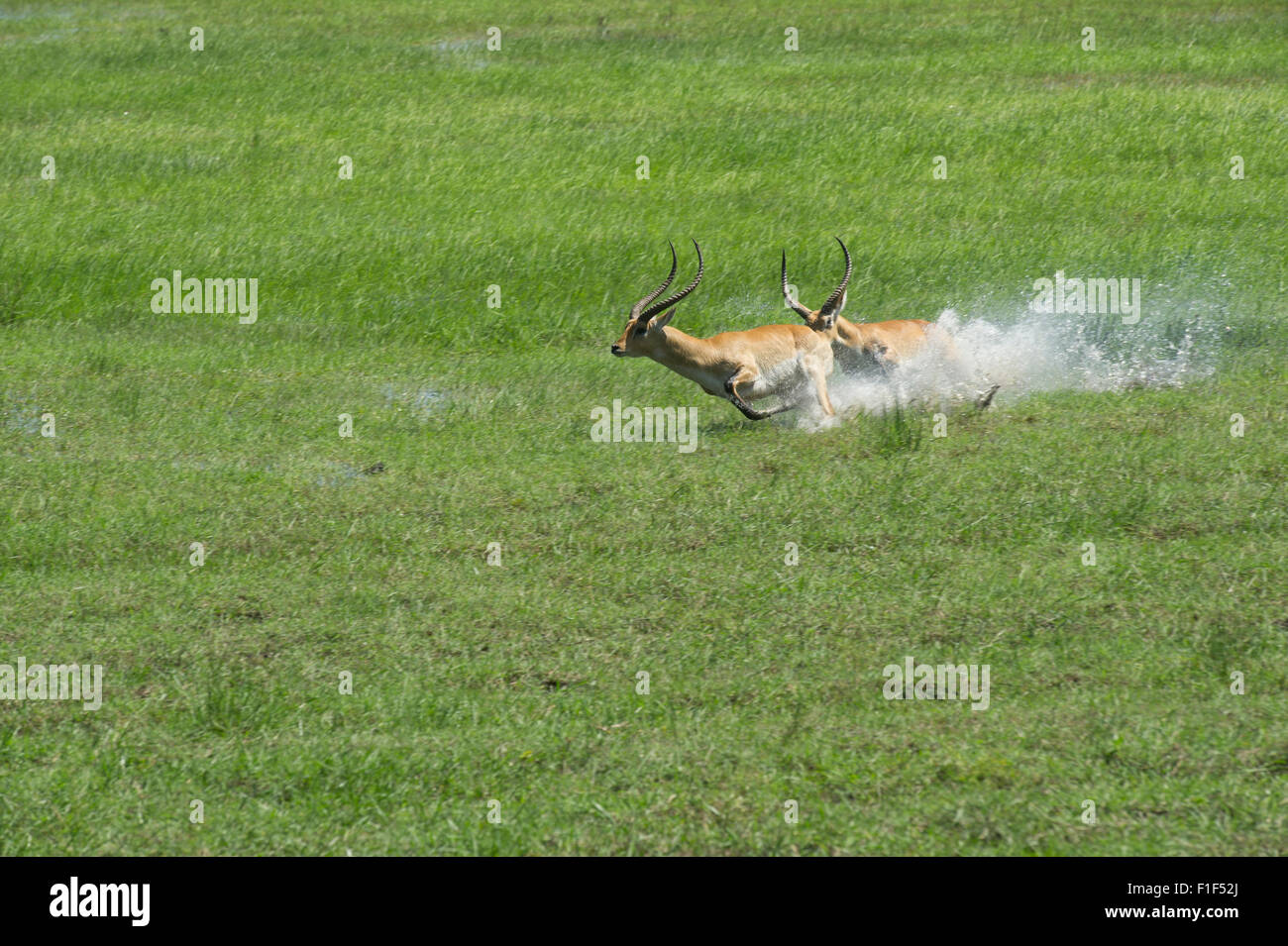 Red lechwe chase Stock Photo - Alamy