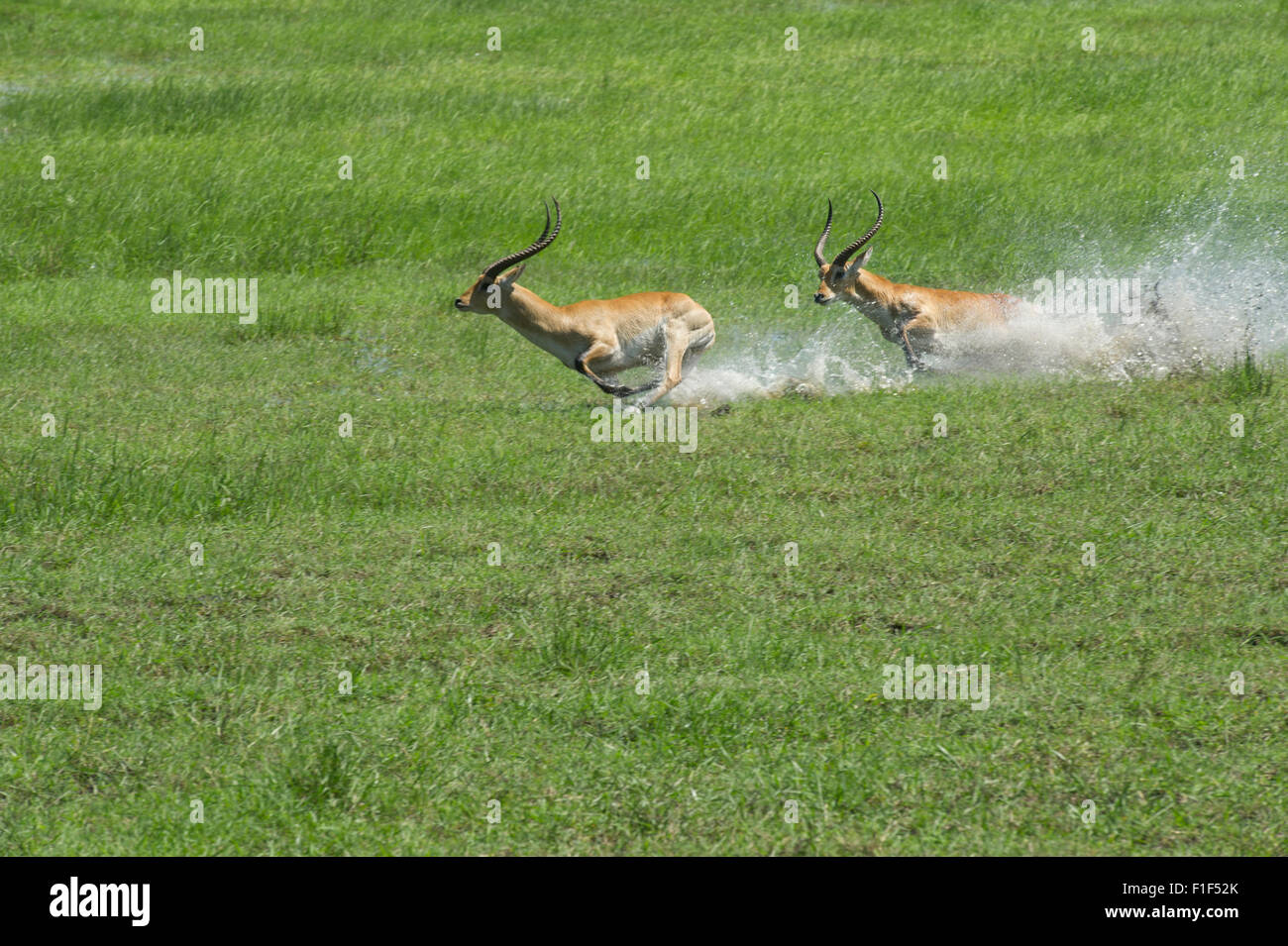 Red lechwe chase Stock Photo - Alamy