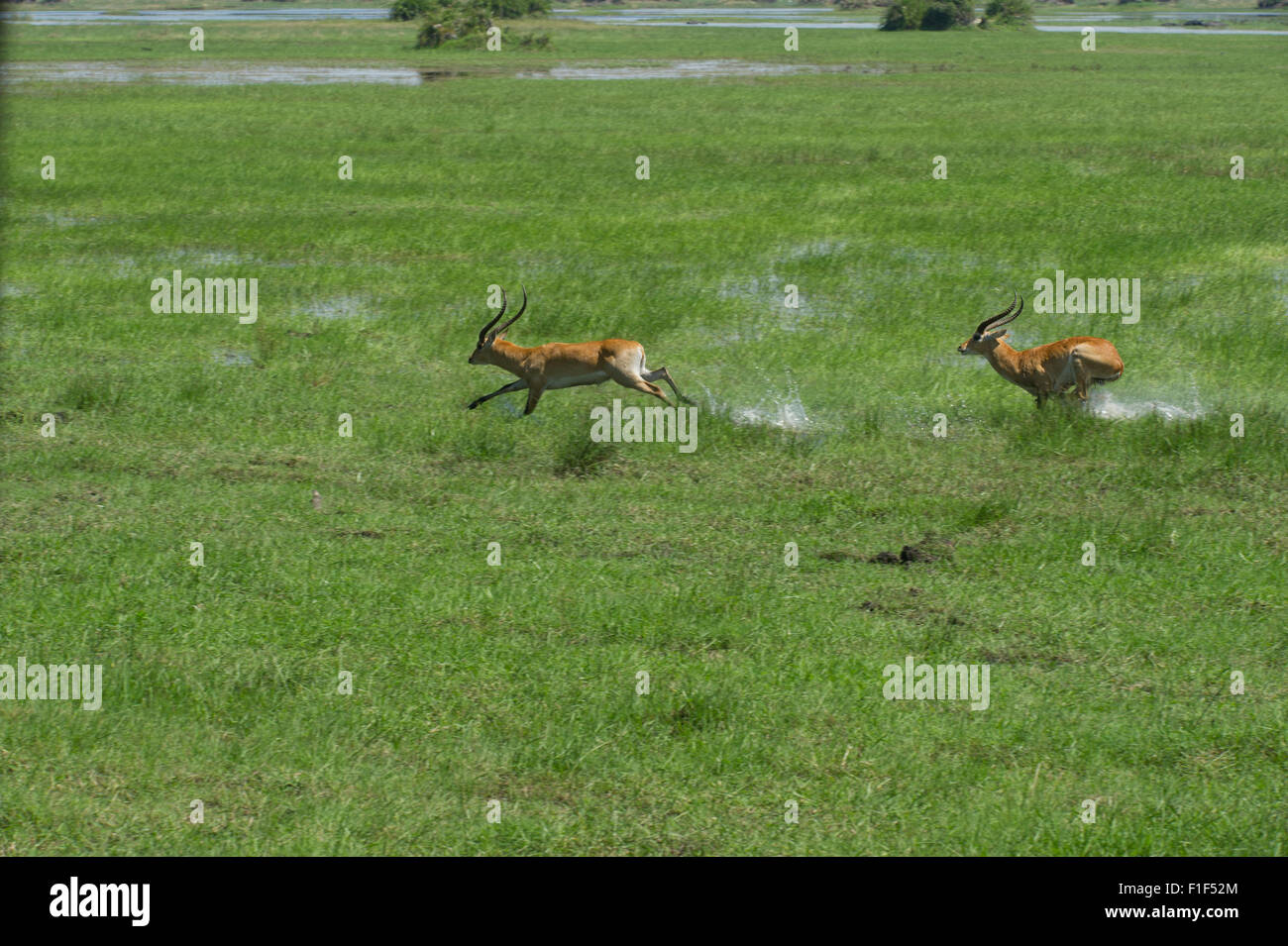 Red lechwe chase Stock Photo - Alamy