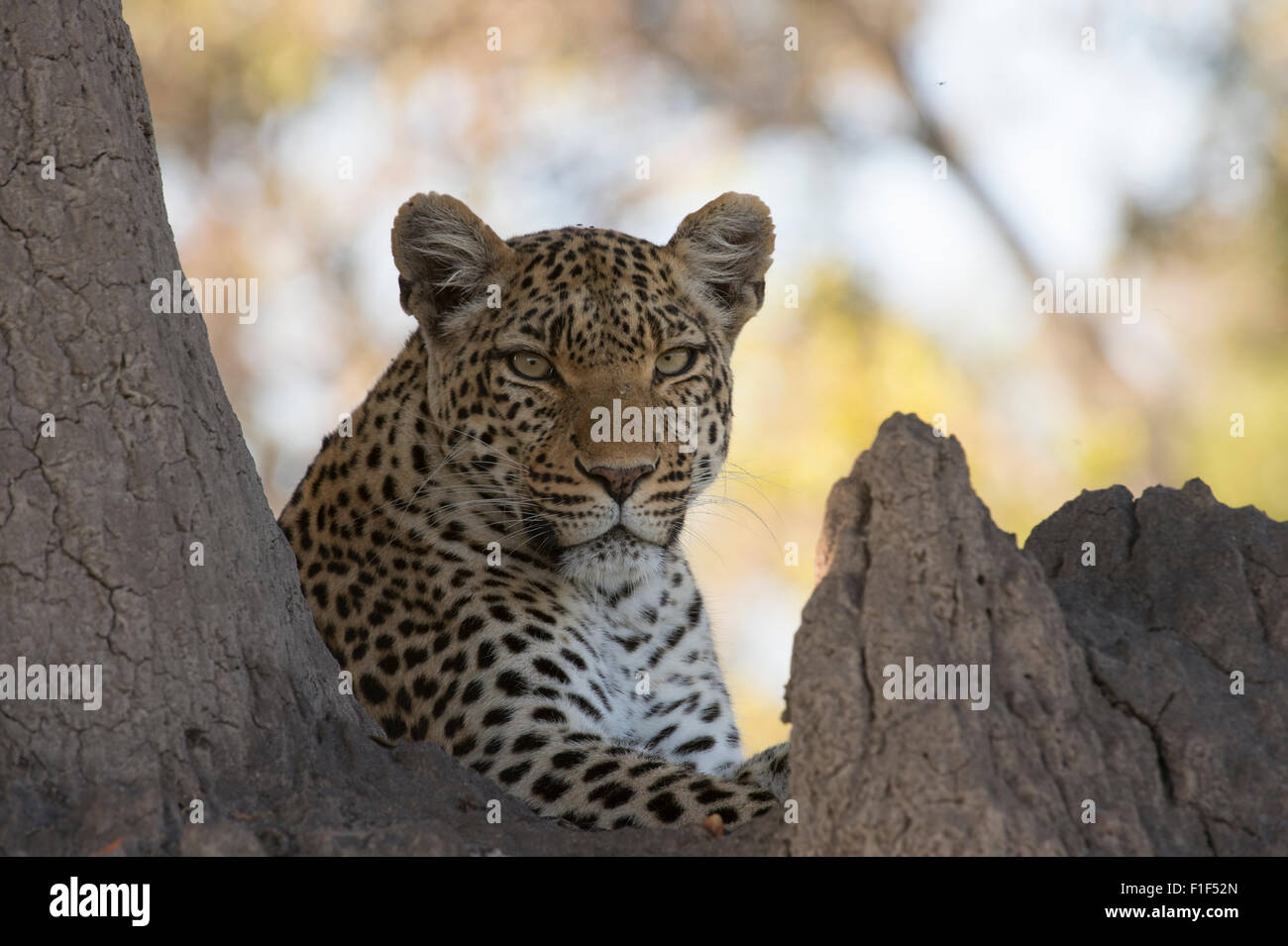 Female african leopard sitting in tree Stock Photo - Alamy
