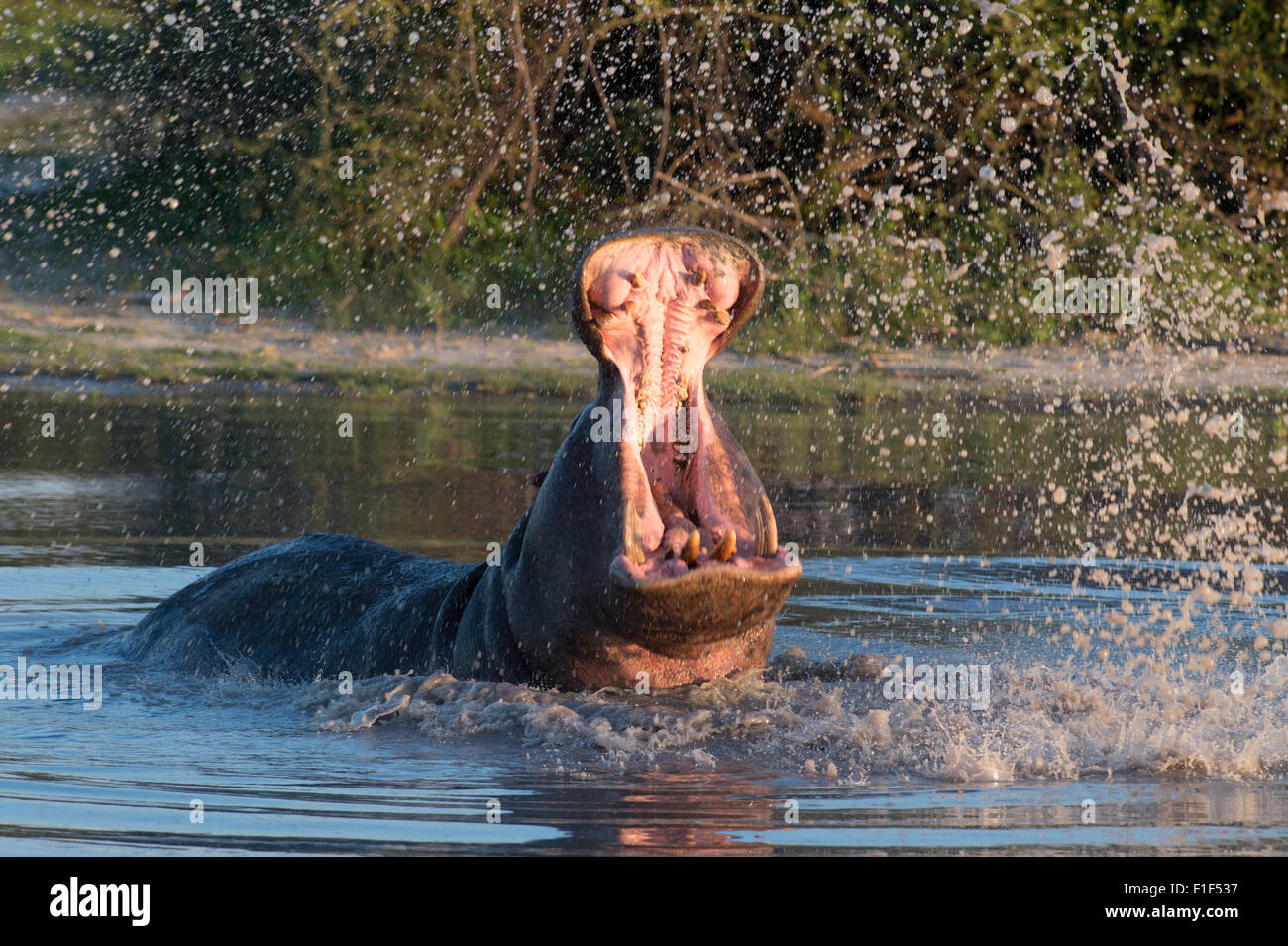 Hippopotamus Amphibius, Hippopotamus in water breaching Stock Photo - Alamy