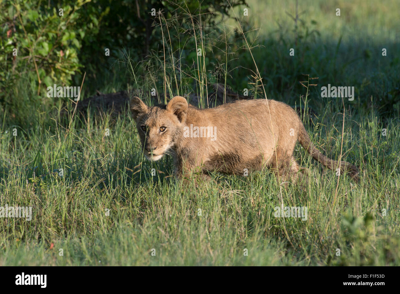 Moporota hi-res stock photography and images - Alamy