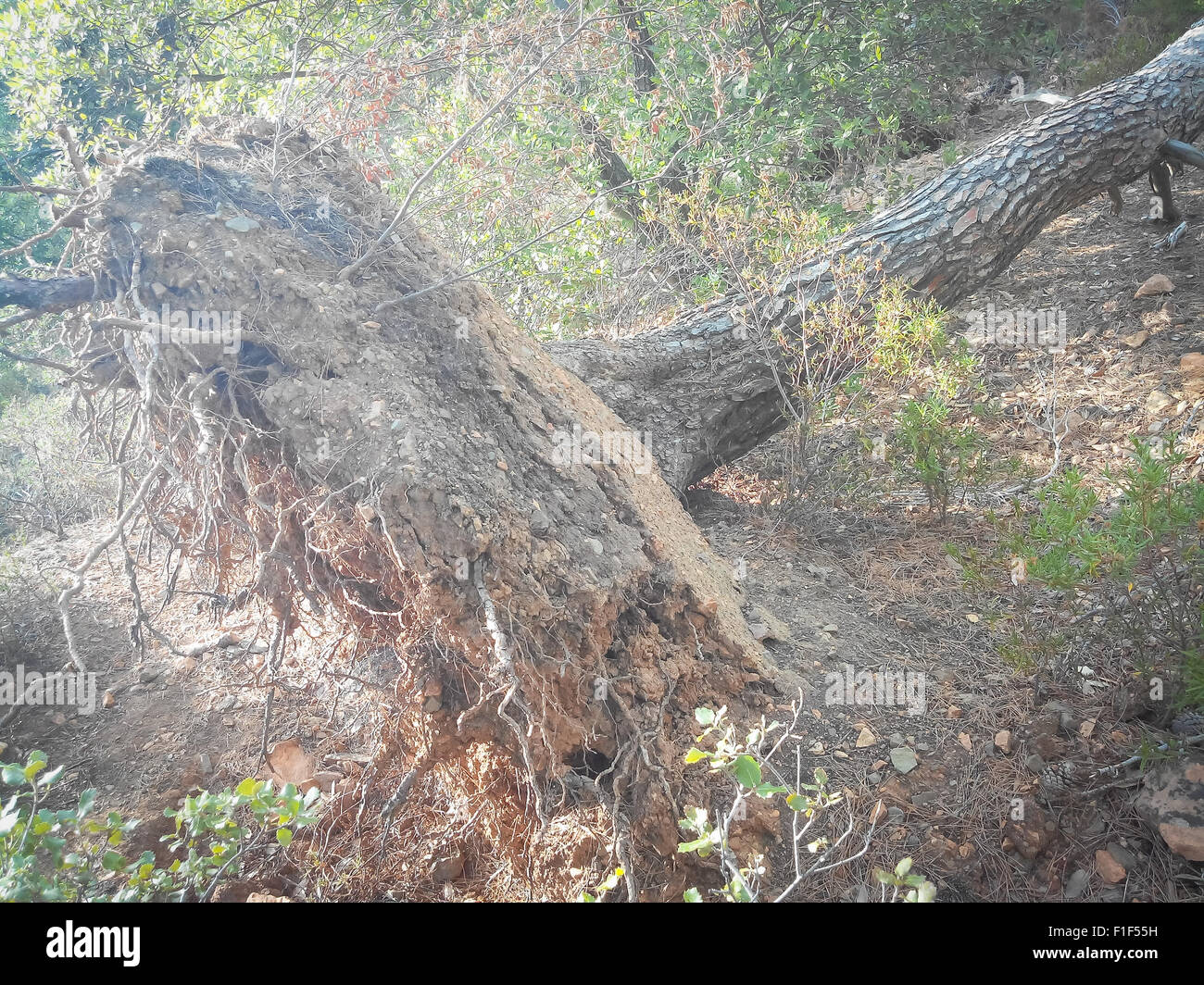 uprooted tree in the woods. Concept of desertification and destruction ...