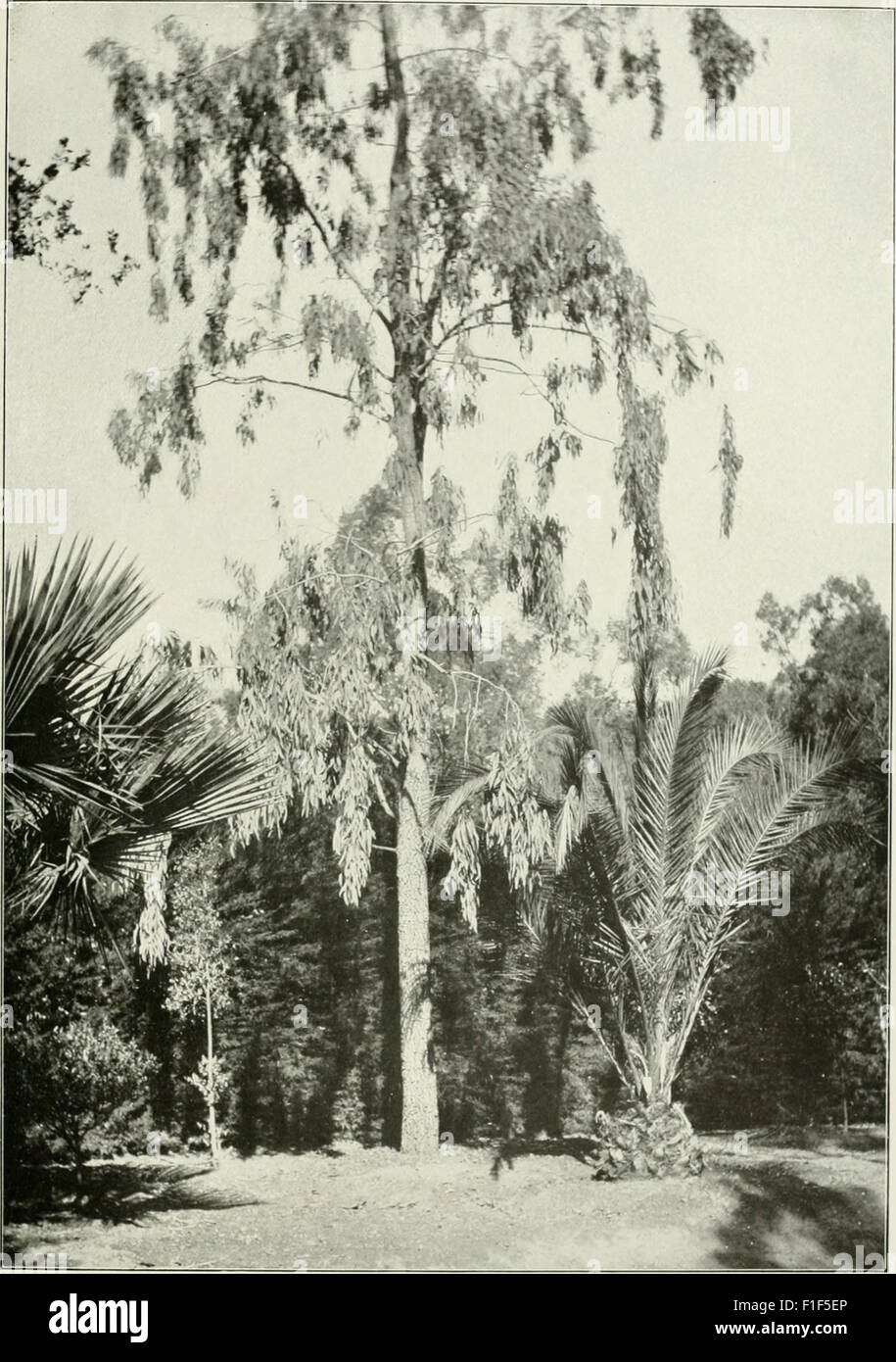 Eucalyptus microtheca hi-res stock photography and images - Alamy