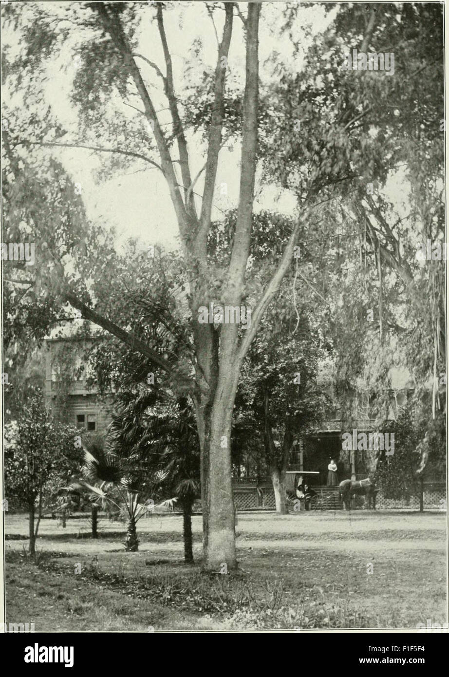 Eucalyptus rudis in "Eucalypts cultivated in the United States" (1902 ...
