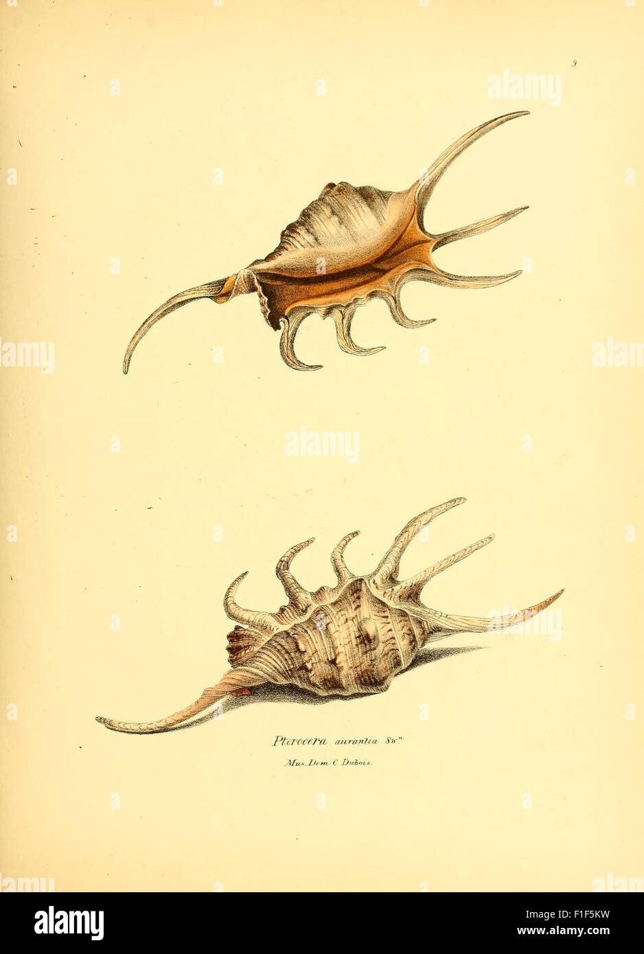 *Exotic Conchology* offers a pictorial and descriptive study of rare ...