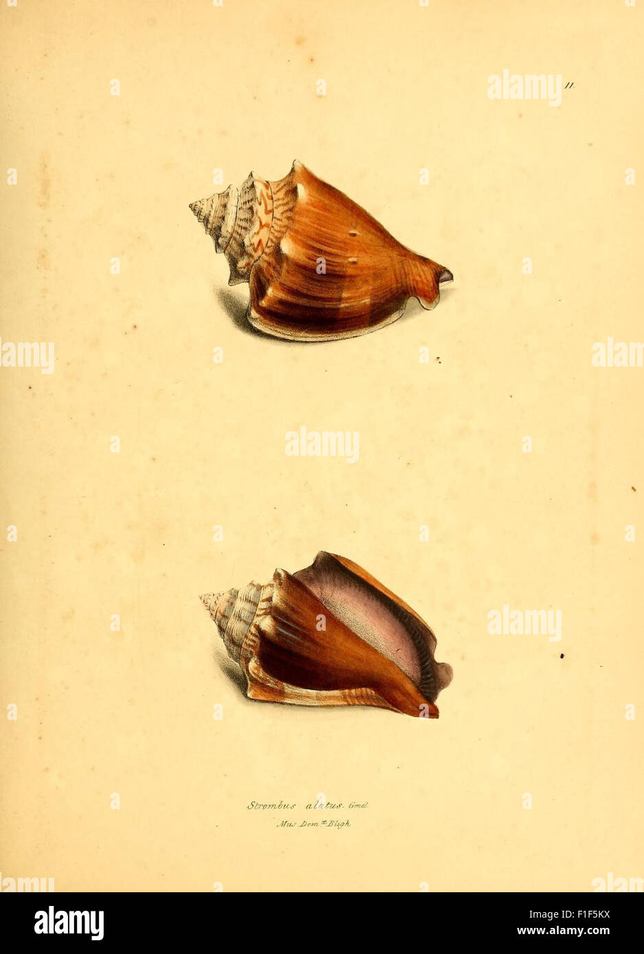 A work focusing on exotic mollusks and shells, detailing species from ...