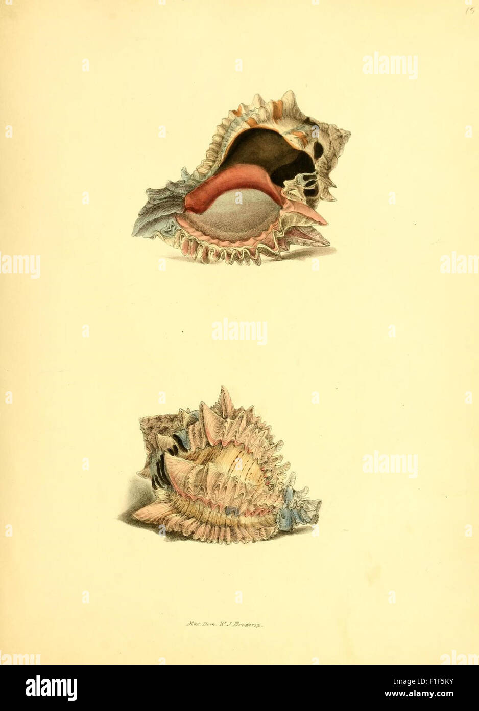 This vintage work from Harvard's Ernst Mayr Library details various ...