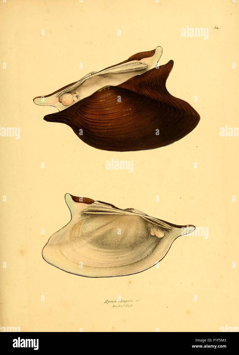 An 18th-century exploration of mollusks and shells, focusing on exotic ...