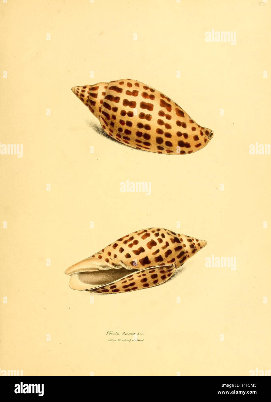 *Exotic Conchology* is a detailed work on the classification and ...