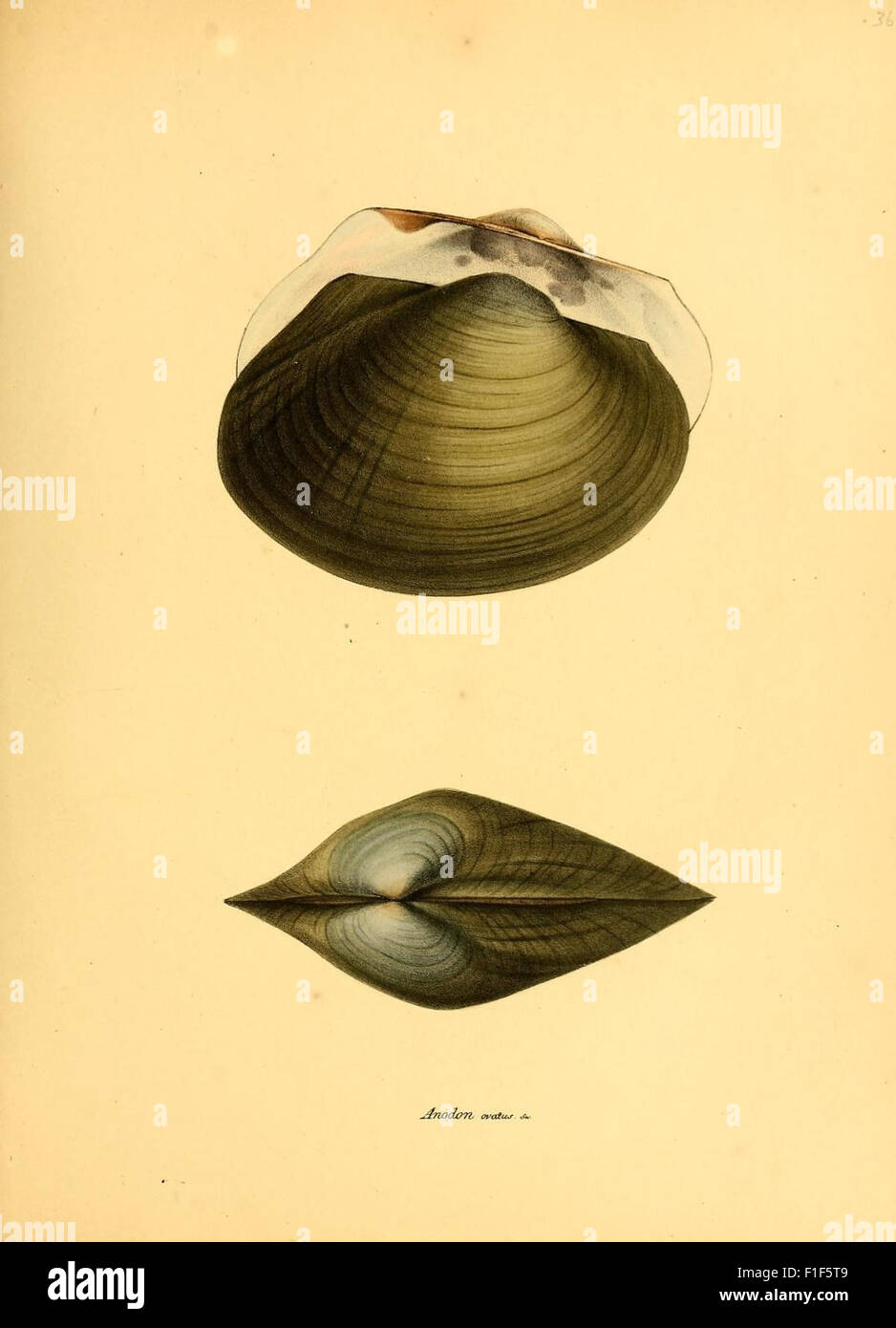 'Exotic Conchology' is a work on mollusks and seashells, with detailed ...