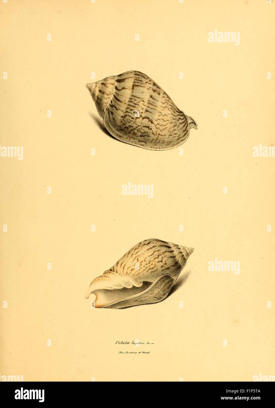 'Exotic Conchology' presents detailed illustrations of exotic mollusk ...