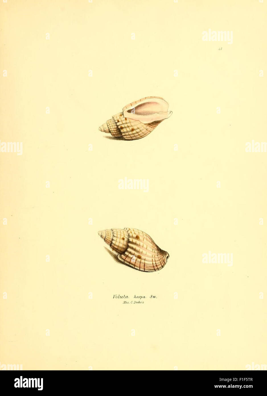 Exotic Conchology is a study of unique and rare mollusks and their ...